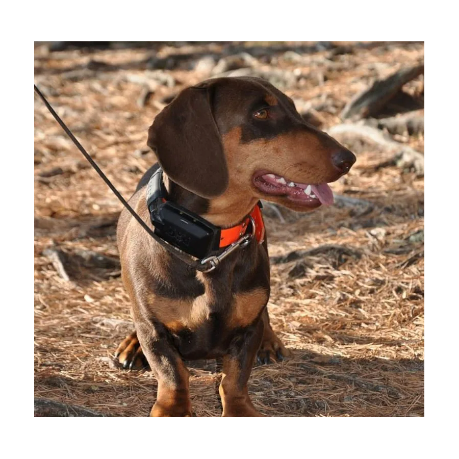 Collier de repérage satellite DOGTRACE GPSx30 // 20km // 7colliers